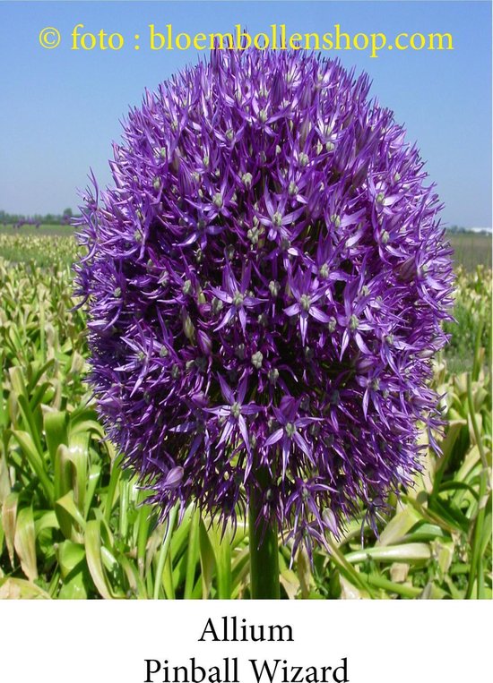 allium Pinball Wizard 3 bollen maat 20/+ sierui | bol