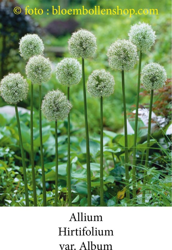 allium Hirtifolium var Album 5 bollen maat 20/+ sierui | bol.com