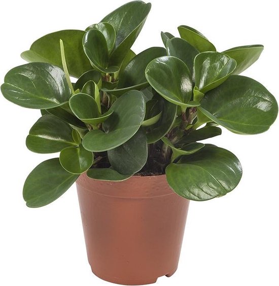 Peperomia Obtusifolia Obg15 Bol