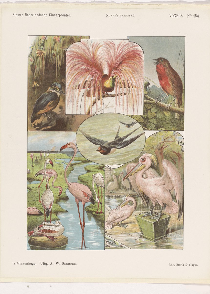 Poster Vogels - Kinderkamer - Vintage Prent - Dieren: Zwaluw en ...