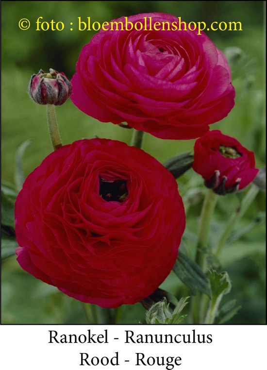ranonkel Rood 40 bollen maat 8/+ | bol