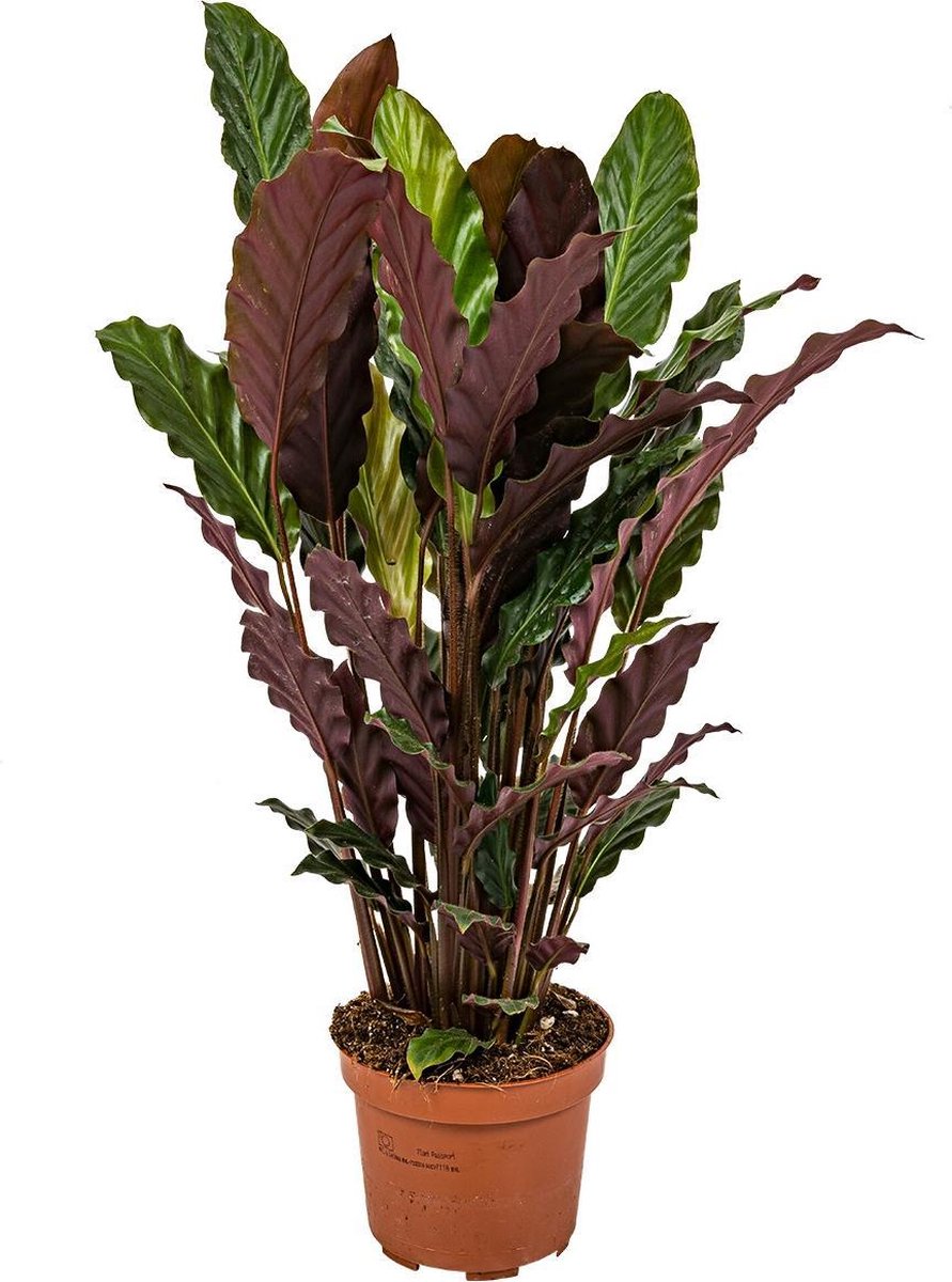 Calathea 'Tropistar | Luchtzuiverende Calathea per stuk - Kamerplant in ...