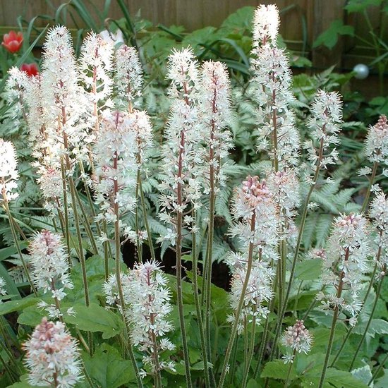 6x Tiarella hybrida 'Skeleton Key' Pot 9x9cm - Prachtige bodembedekker ...