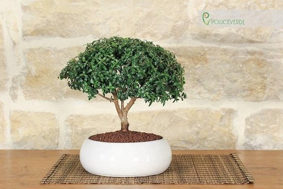Bonsai in lage kom - Mirto (Myrtus Microphylla) met bloei en bessen | bol