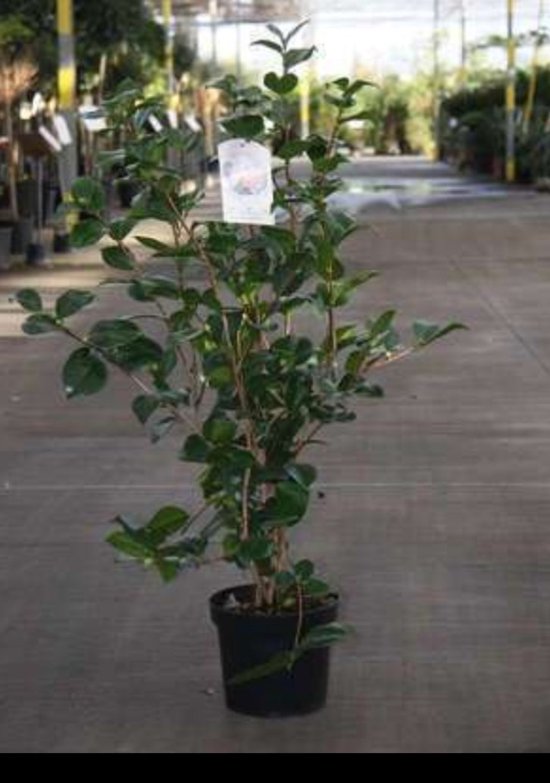2 x Camellia japonica in soorten-en var - Camellia japonica in soorten ...