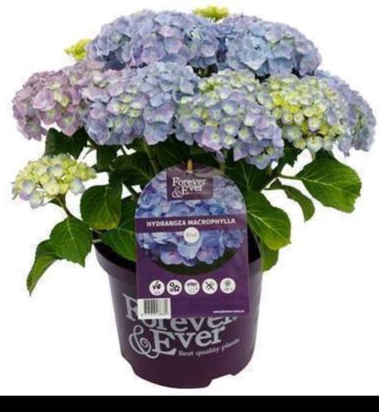 2 x Hydrangea 'Teller Blue' (blauw/bleu) - Hortensia 25- 30 cm in pot | bol