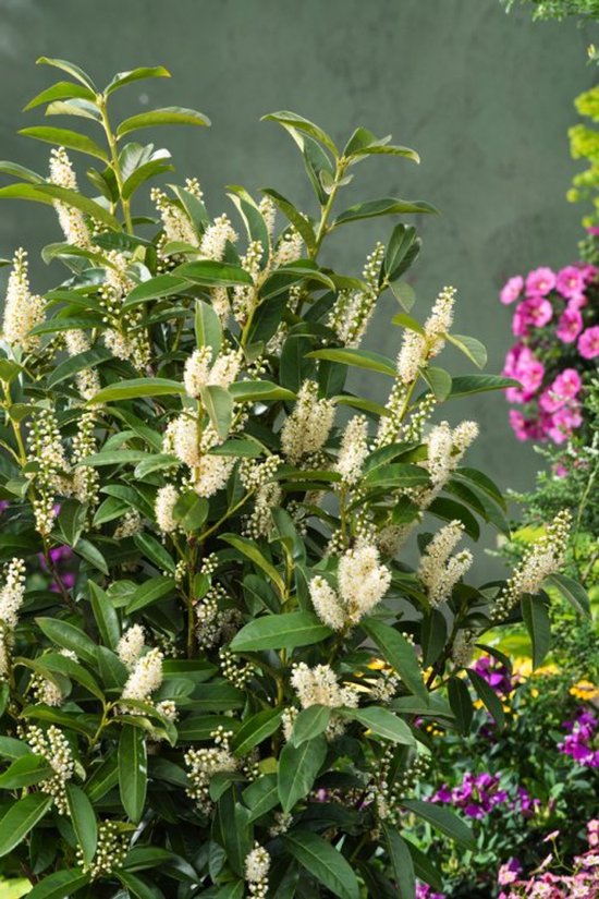 Prunus laurocerasus 'Novita' Kluit 100-125 cm | bol