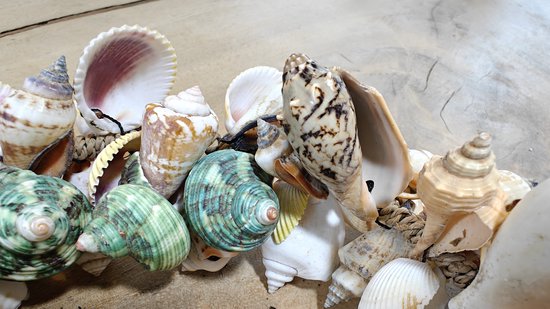 Schelpenkrans - schelpen hanger - tropische wanddecoratie - Ibiza stijl ...