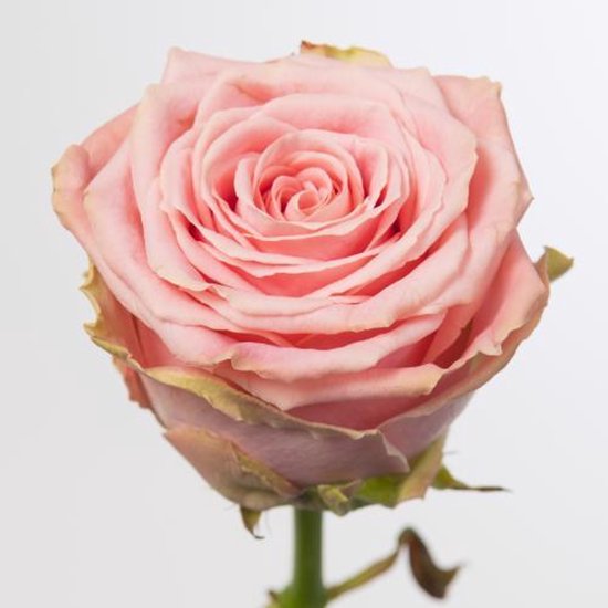 10x Rosa sophia loren 60cm | bol