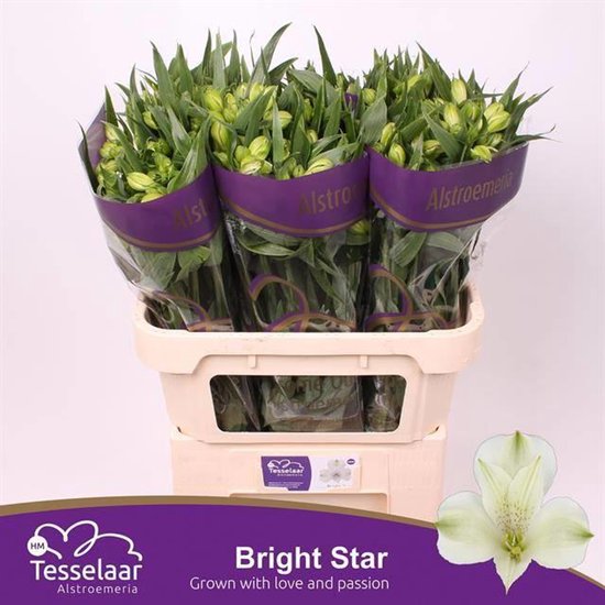 10x Alstroemeria bright star 70cm | bol