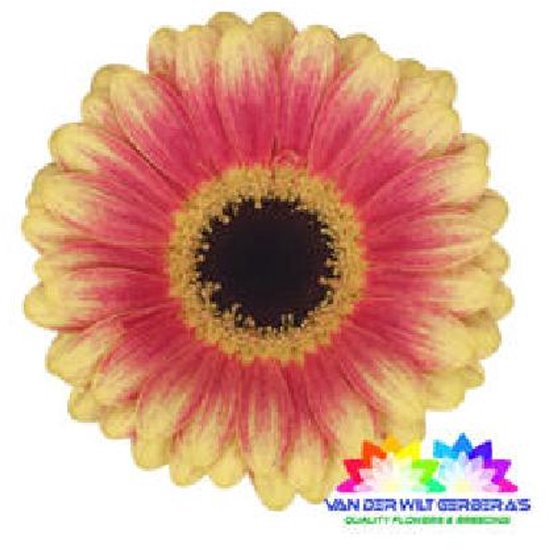 20x Germini holy moly 70cm | bol