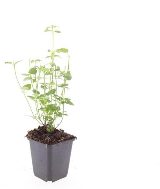 Set van 3 | Agastache 'Black Adder' - 0.7 liter pot | bol