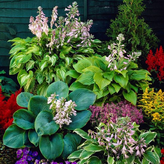 Hosta - Buitenplant - Funkia Mix - Tuinplant - 5 stuks - Meerkleurig ...