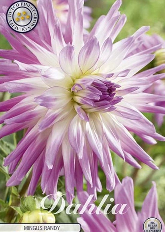 Dutch Finest Quality bloembollen - Dahlia Cactus Mingus Randy x 1 I .s ...