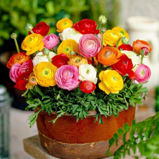 Ranonkel - Mix van 5 soorten - Bloembollen - 50 stuks - Meerkleurig ...