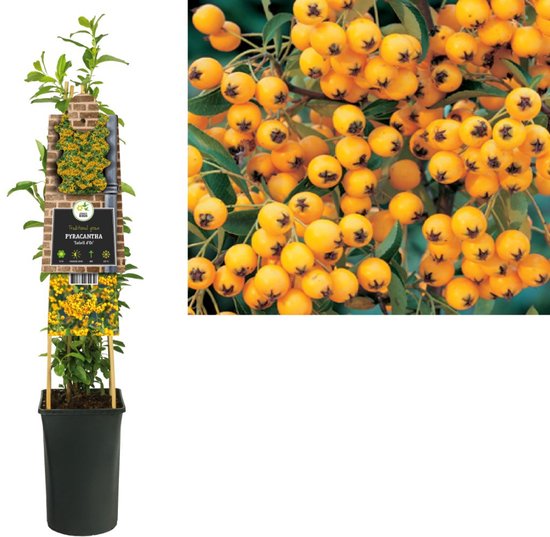 3 stuks - Van der starre - Klimplant Pyracantha Soleil d Or 75 cm | bol