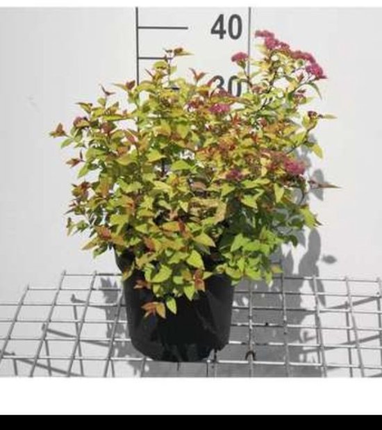 2 x Spiraea jap. 'Firelight' - Spierstruik , Japanse Spirea 25- 30 cm ...