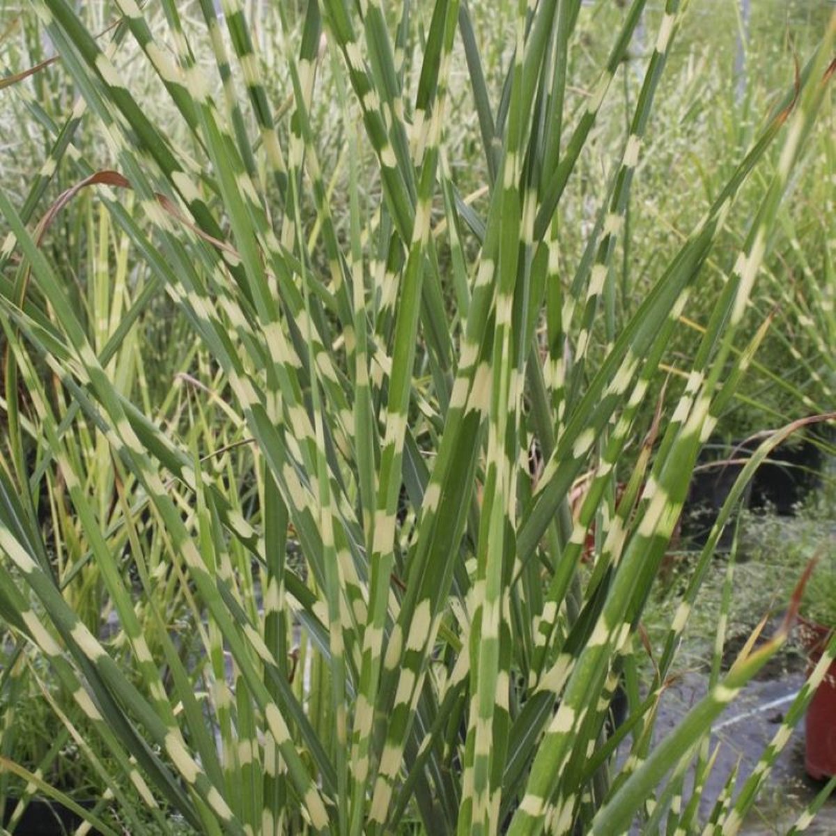 6 x Tiger Grass / Panaché Bont Reed - Hardy Ornamental Grass ...