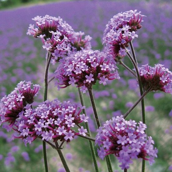 Verbena bonariensis (Ijzerhard) | bol.com