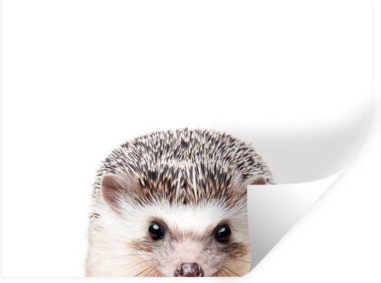 Muurstickers - Sticker Folie - Egel - Dieren - Natuur - Wit - 120x90 cm ...