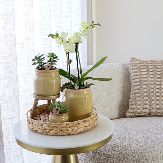 Orchidées Colibri | Plantes vertes avec orchidée Phalaenopsis jaune ...