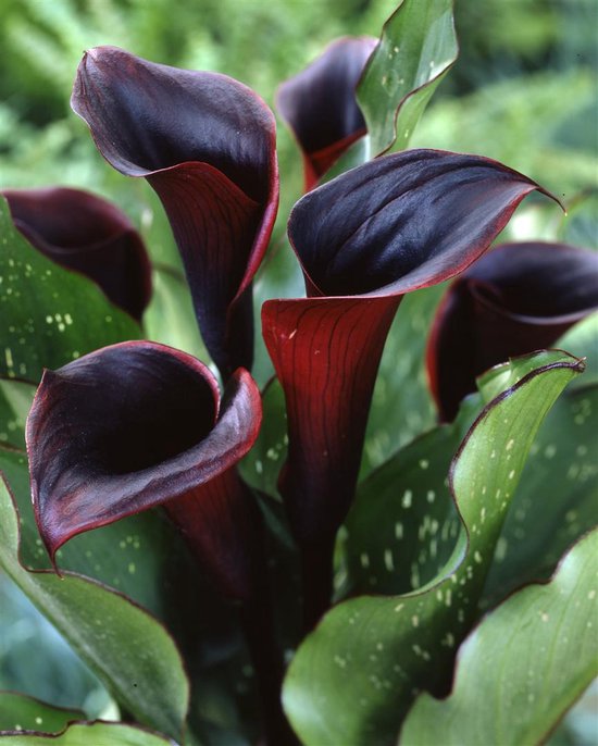 Calla Zantedeschia Black los per 2 | bol