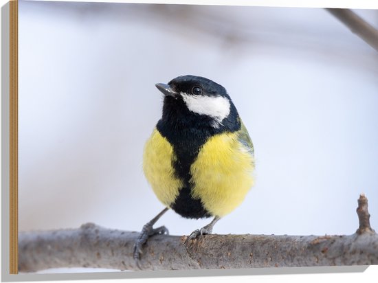 Hout - Opzijkijkende Koolmeesje op Tak in Wit Landschap - 80x60 cm - 9 ...