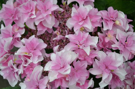 Hydrangea macr. 'Doppio Rosa' - Tuinplant - 4 stuks | bol.com