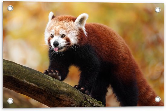 Tuinposter – Rode Panda met Uitstekende Tong lopend over Boomstam ...