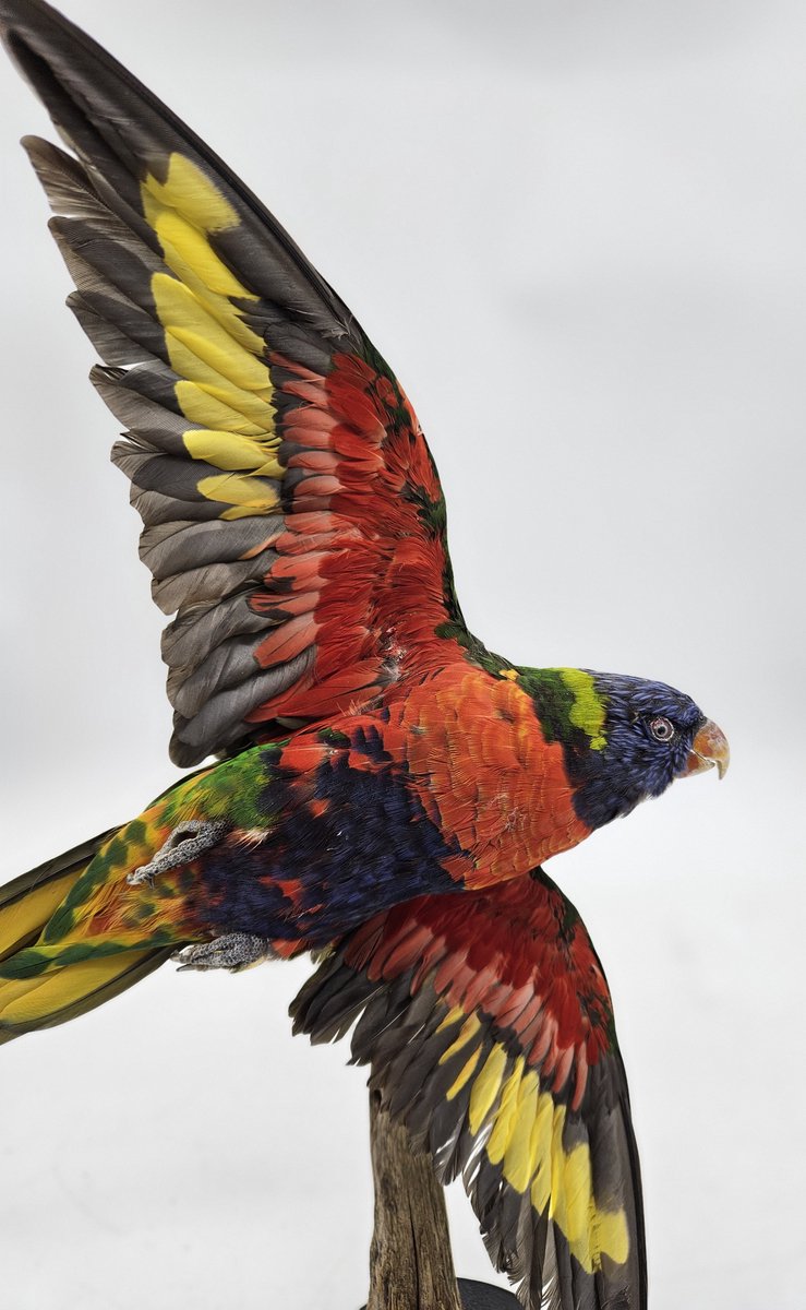 Preparatenshop opgezette vogel vliegende lori van de blauwe bergen | bol.com