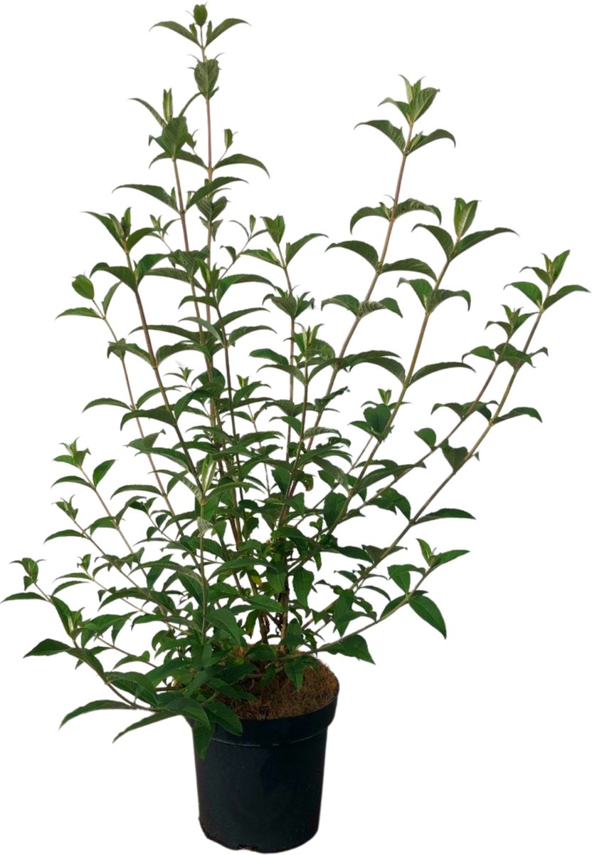 Witte Kornoelje - Cornus alba Kesselringii - Buitenplant - Sierheester ...