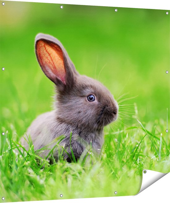 Gards Tuinposter Konijn in het Gras - 120x120 cm - Tuindoek ...