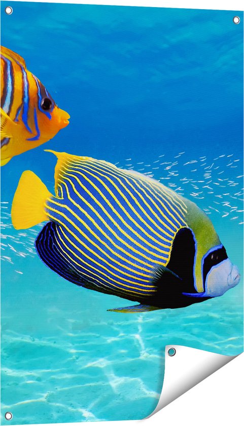 Gards Tuinposter Twee Tropische Vissen in de Rode Zee - 60x90 cm ...