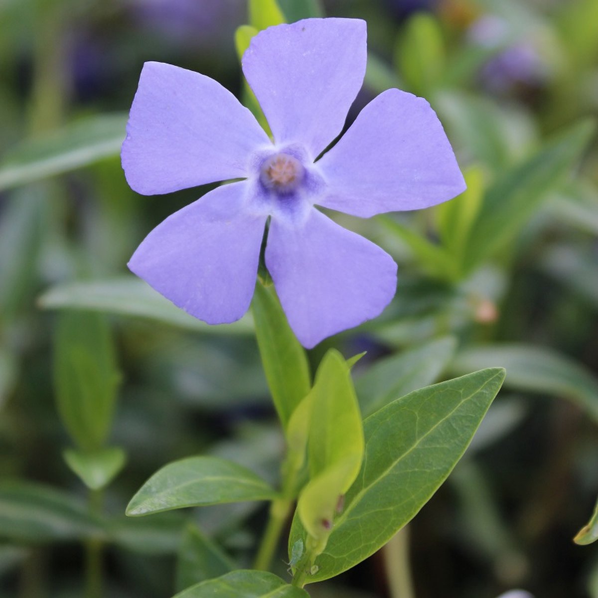 6x Kleine Maagdenpalm - Vinca minor - Pot 9x9cm | bol.com