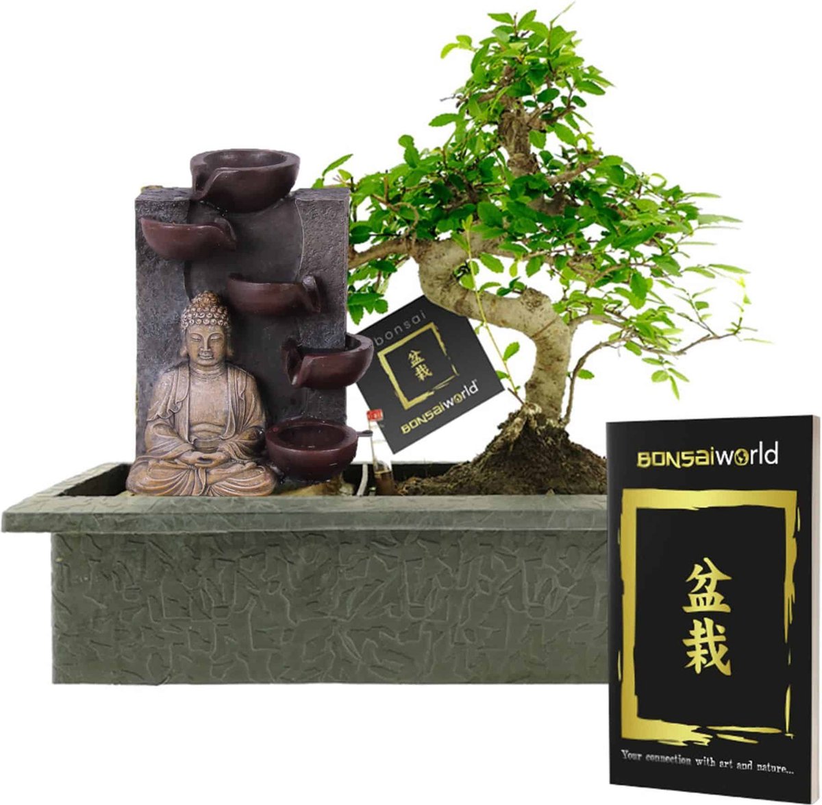 Bonsaiworld Bonsai Boompje - Boeddha Waterval Set - 10 jaar oud ...