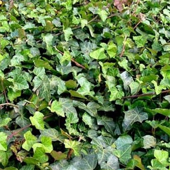 Klimop - Hedera helix - 60-80 cm | bol
