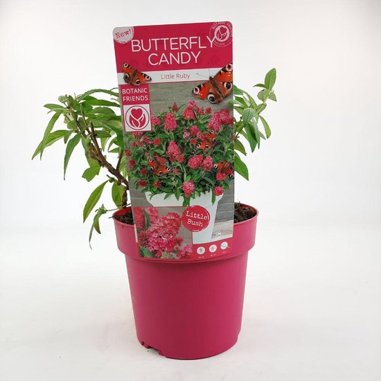Hello Plants Buddleja Davidii Butterfly Candy Little Ruby ...