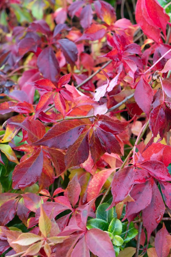 Hello Plants Parthenocissus Henryana Wilde Wingerd - Klimplant - Ø 15 ...