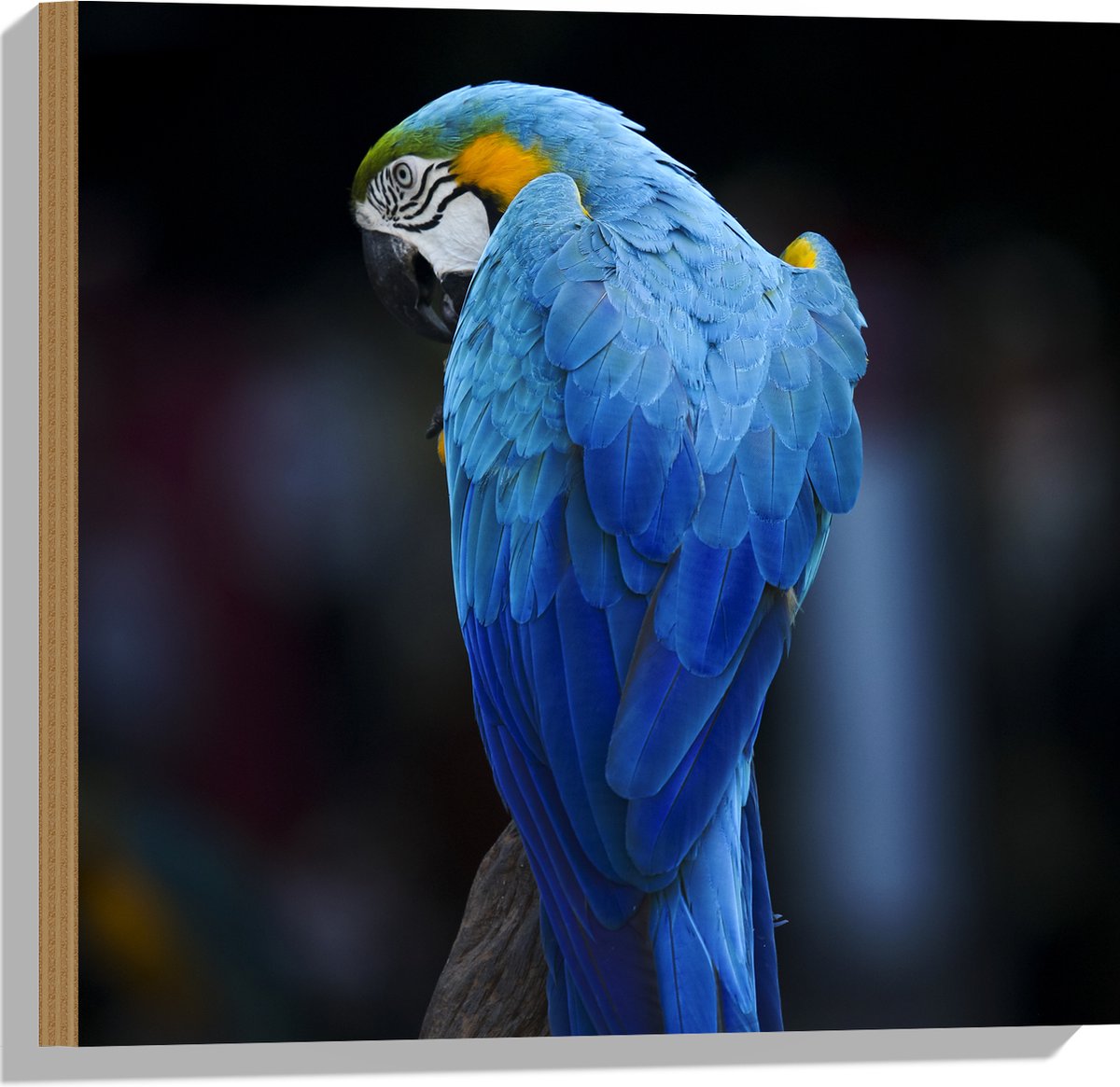 Hout - Achteraanzicht van Opzijkijkende Blauwe Ara Papegaai - 50x50 cm ...