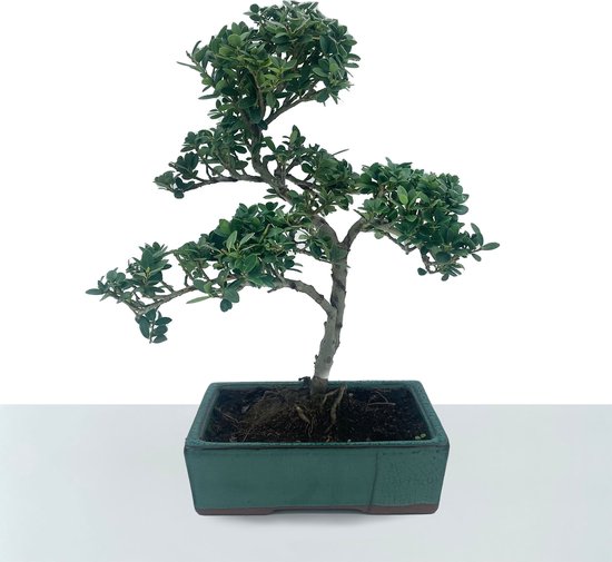 Bonsaiwonder® - ILEX - Bonsai boompje - Voor binnen en buiten - Hoogte ...