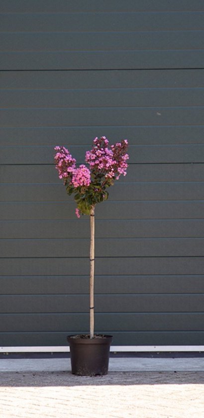 2 stuks! Lagerstroemia Enduring Pink Lagerstroemia indica Enduring... | bol