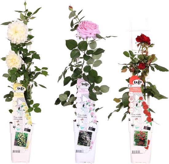 3x - Rosa mix - ↨65cm - Ø15 | bol