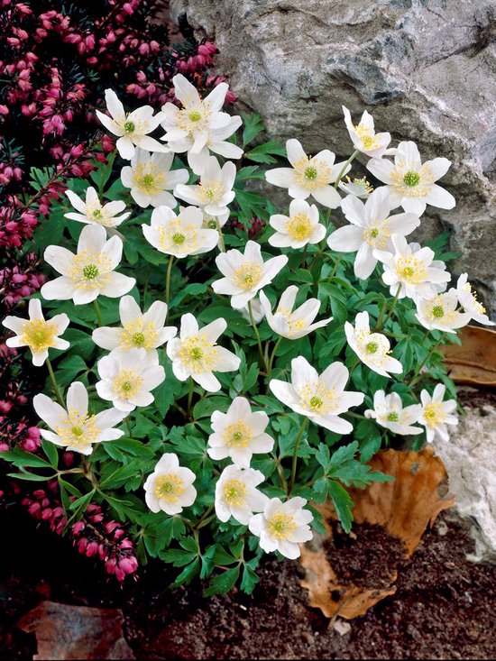 20x Anemoon 'Nemorosa wit' - BULBi® bloembollen en planten met ...