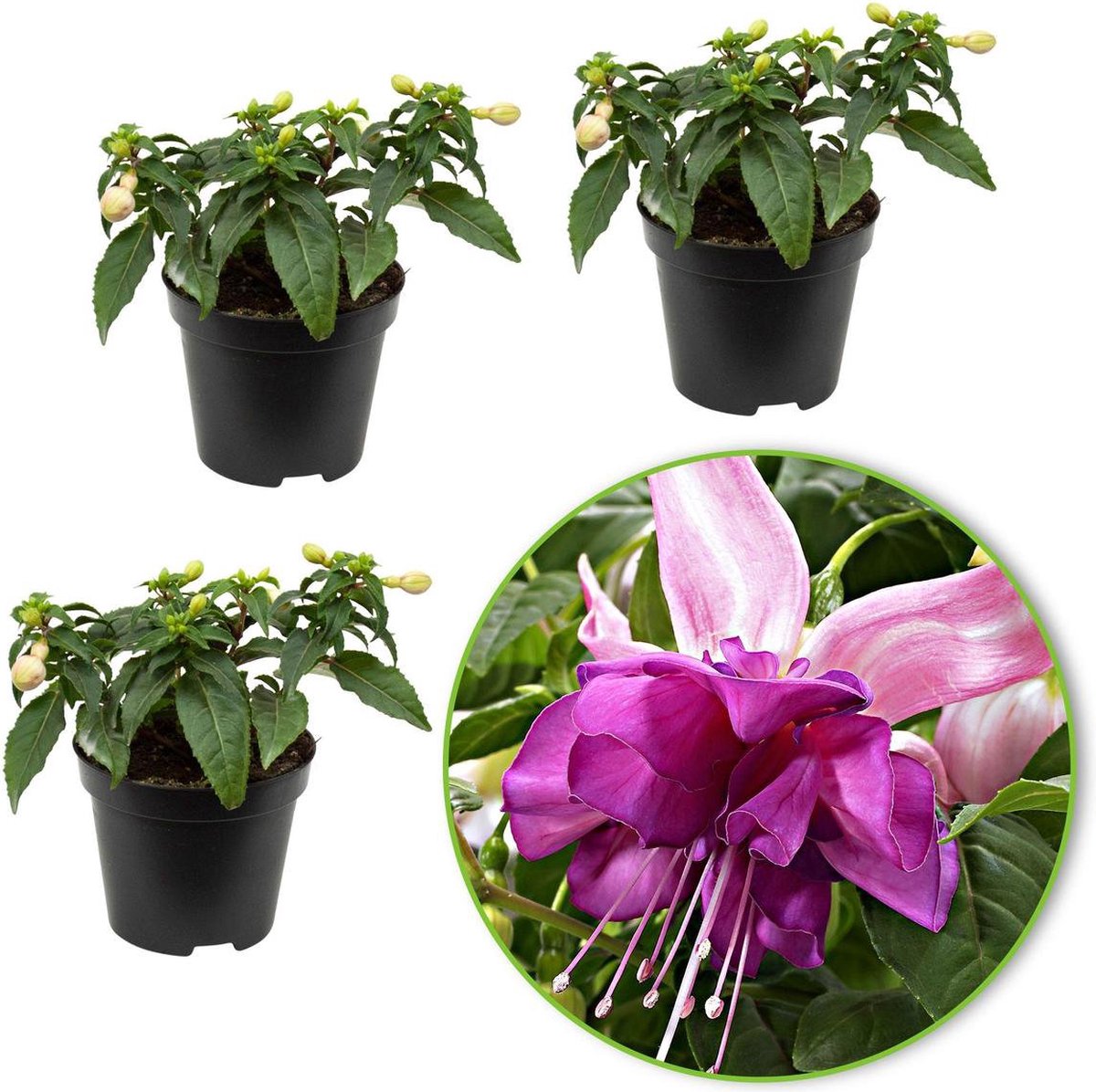 Garden Select - Fuchsia 'Bella Rosella' | 6 stuks - Wit / Roze - Tuin ...