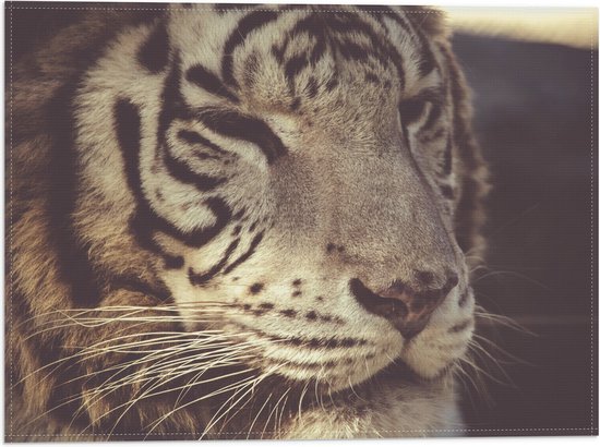 Vlag - Kop van Witte Tijger Opzijkijkend - 40x30 cm Foto op Polyester Vlag | bol