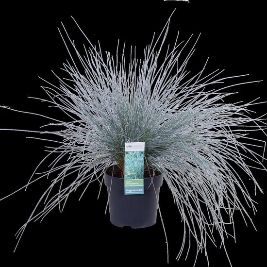 Hello Plants Festuca Glauca Azura Blue Blauw Schapengras - Siergras - Ø ...