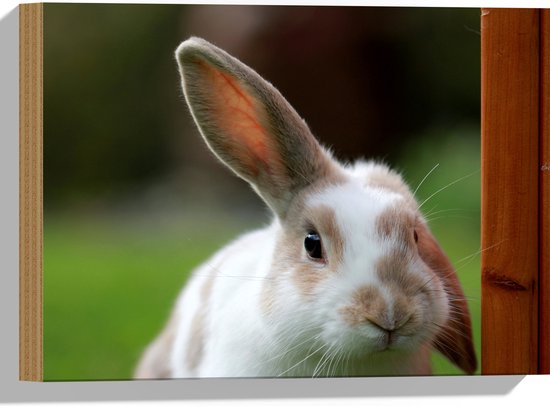Hout - Bruin met Wit Konijn met Eén Gevouwen Oor - 40x30 cm - 9 mm dik ...
