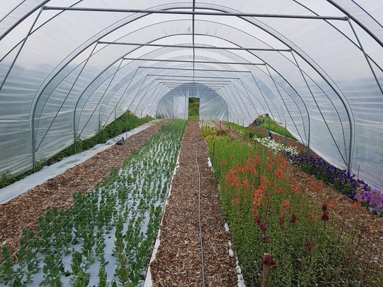 KWEEK - Complete wandelkap 600 cm breed en 1200 cm lang | bol