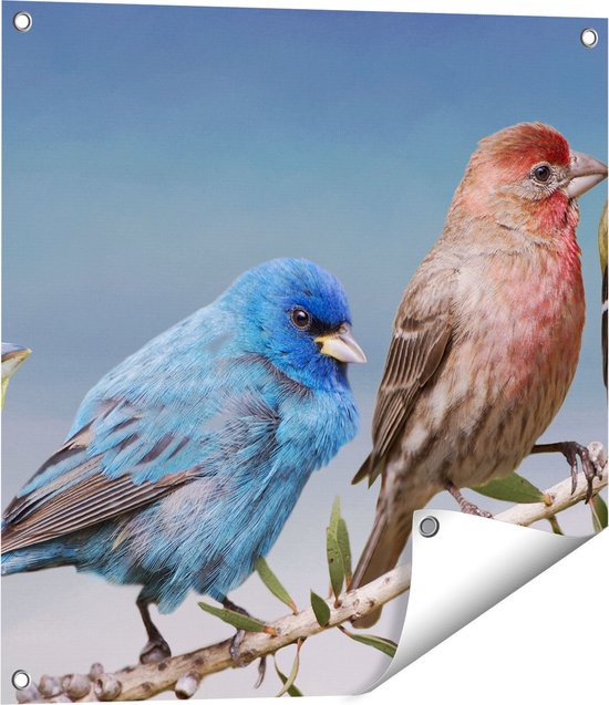 Gards Tuinposter Kleurrijke Zangvogels op een Tak - Kleur - 60x60 cm ...
