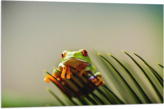 Vlag - Exotische Kikker met Rode Ogen en Oranje Poten op Groene Tak ...